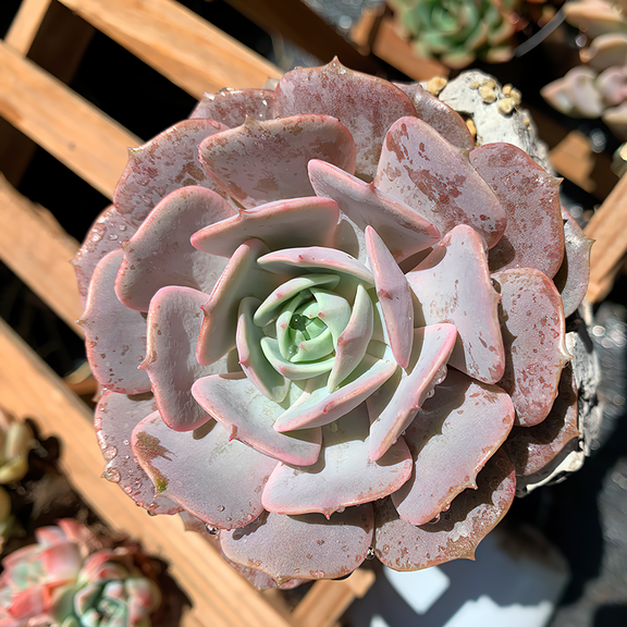 Echeveria 'Lola' – Thenextgardener