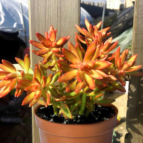 Sedum Adolphi 'Firestorm' Cluster (4 inch) – Thenextgardener