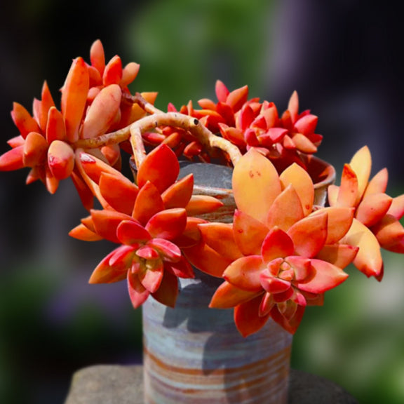 Sedum Adolphi (Golden Sedum) | The Next Gardener – Thenextgardener