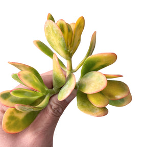 Crassula Ovata Hummel Sunset/Golden Jade Plant Cuttings – Thenextgardener