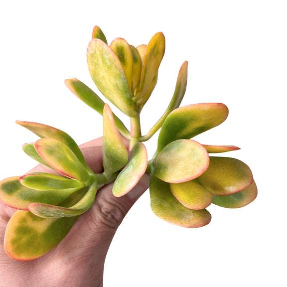 Crassula Ovata Hummel Sunset/Golden Jade Plant Cuttings – Thenextgardener