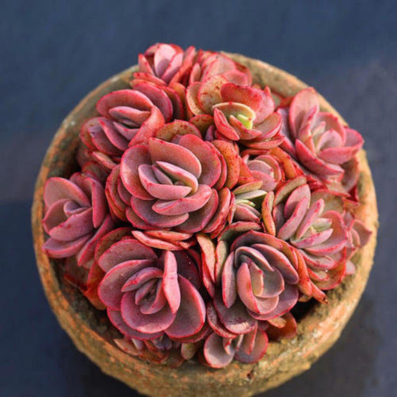 Echeveria 'Suyon'