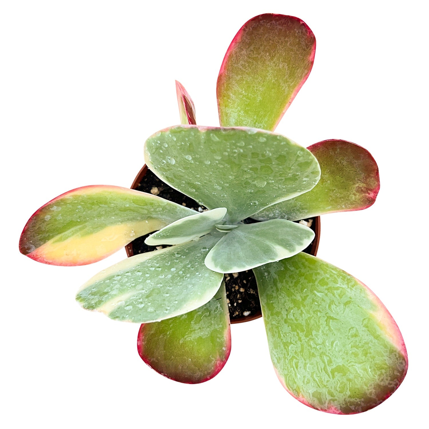 Kalanchoe Thyrsiflora Variegated (4 inch) – Thenextgardener