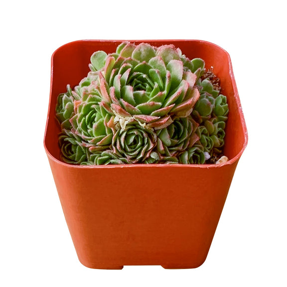 Rosularia platyphylla | THE NEXT GARDENER – Thenextgardener