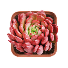 Succulent Sedeveria Pink Ruby | The Next Gardener – Thenextgardener