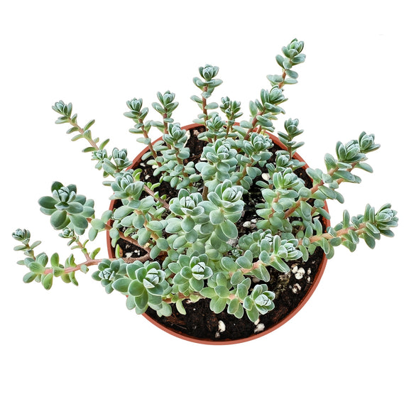 Sedum oaxacanum (4 inch) | The Next Gardener – Thenextgardener