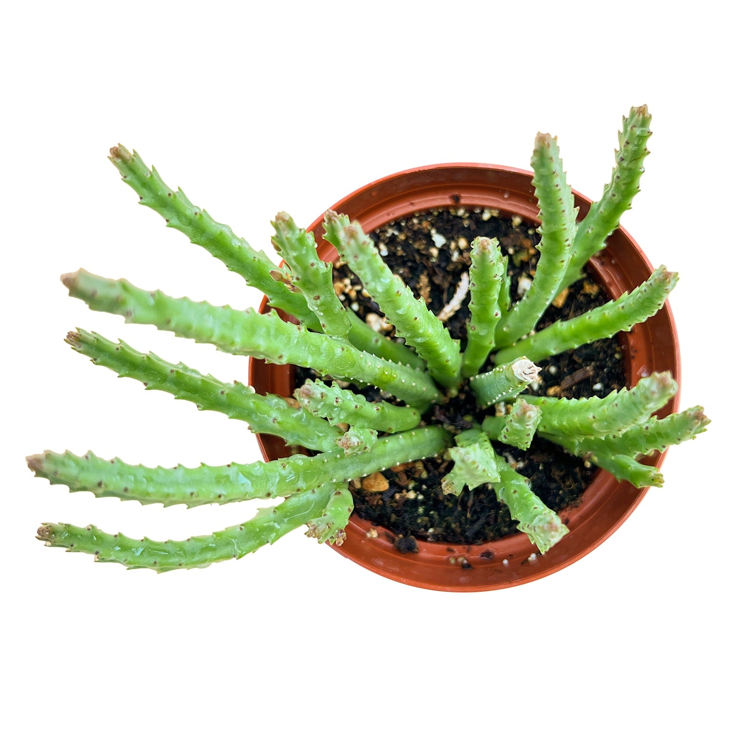 Stapelia Scitula (4 inch) – Thenextgardener